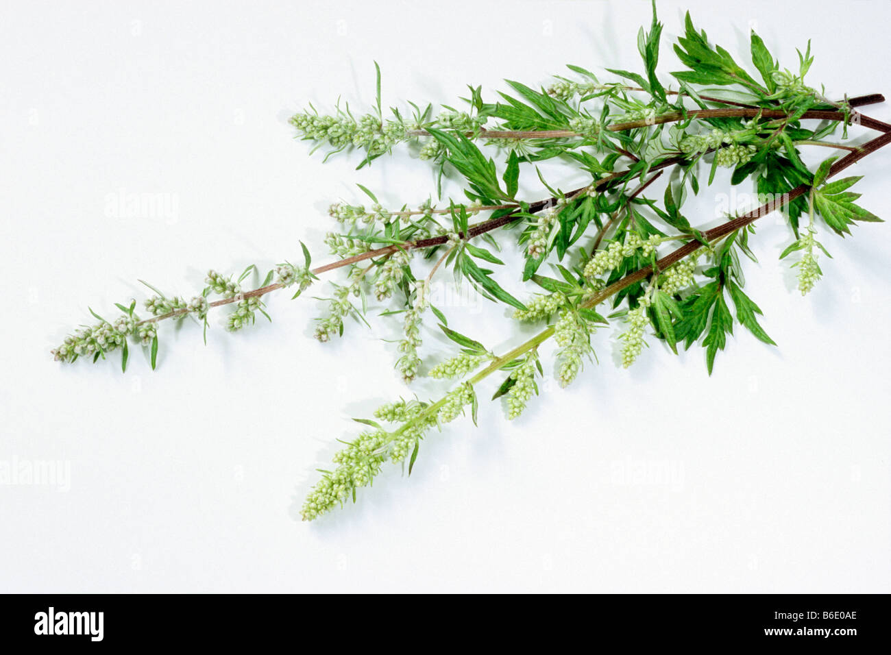 Mugwort (Artemisia vulgaris), flowering stems, studio picture Stock ...