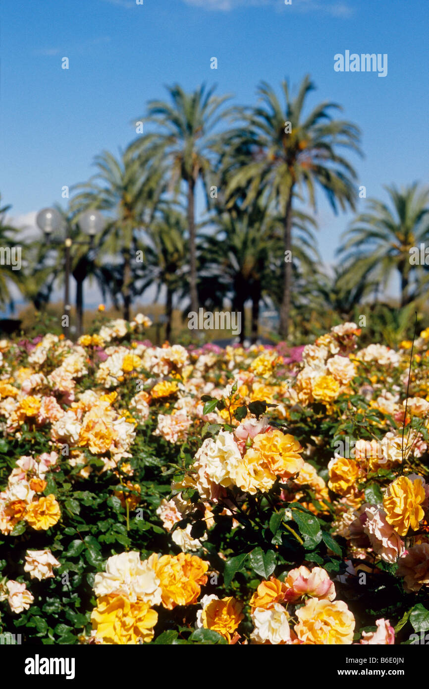 Roses in a Cannes city garden Stock Photo - Alamy