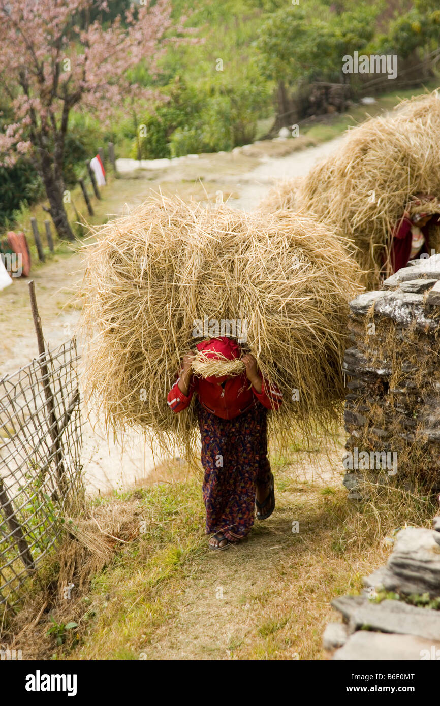 Nepalese woman carrying a bale of hay in Dhampus village in the ...