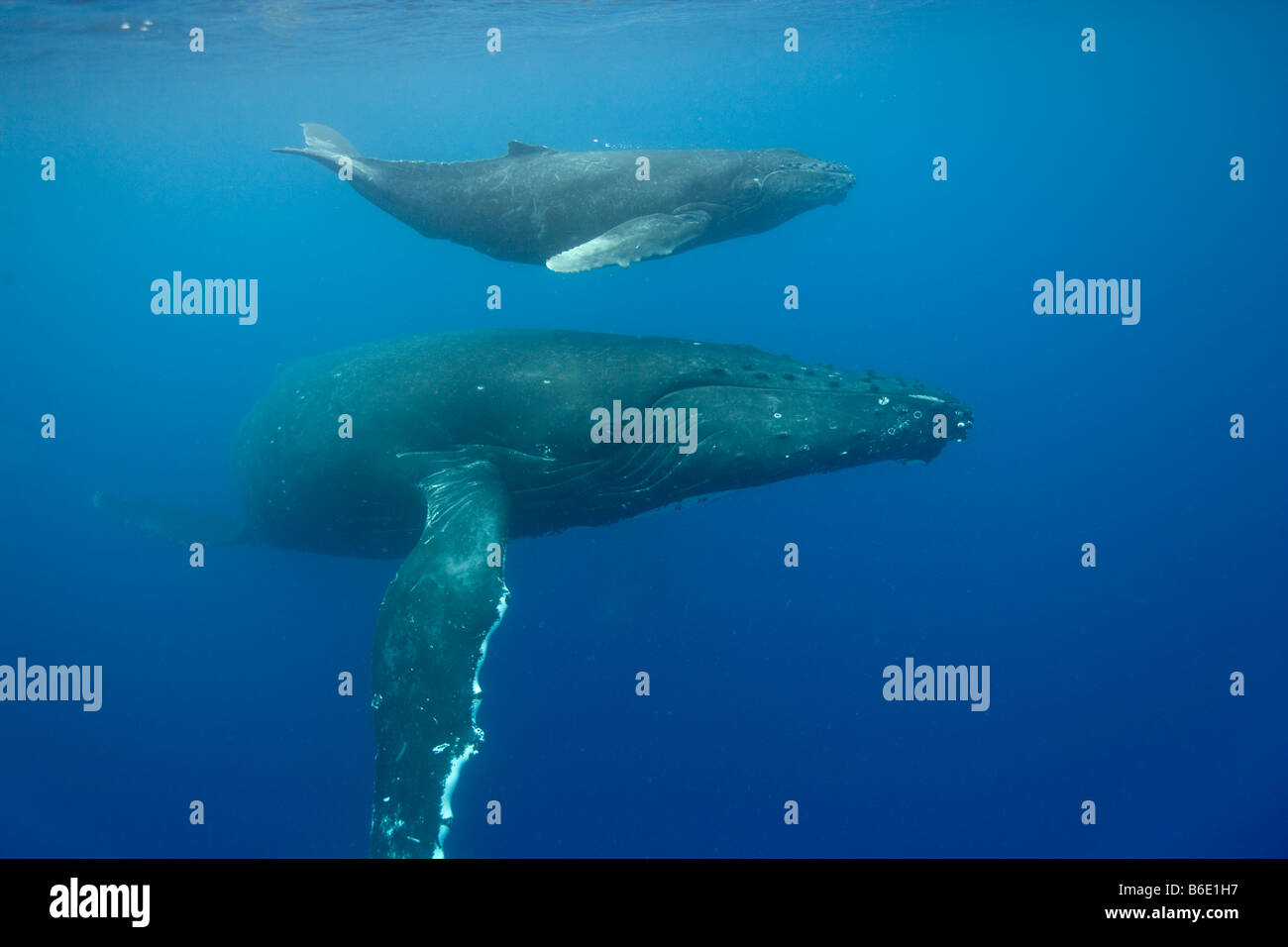 USA Hawaii Big Island Underwater view of Humpback Whale Cow and Calf ...