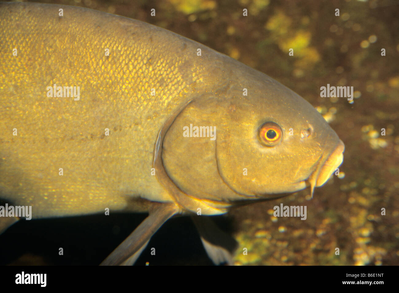 Tinca Tinca High Resolution Stock Photography and Images - Alamy