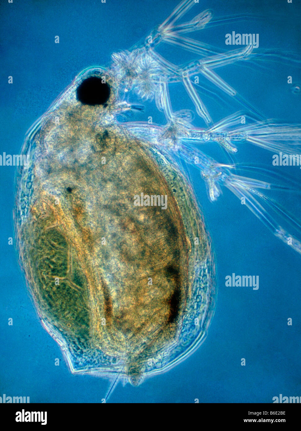 Waterflea. Light micrograph of a waterflea, Daphnia pulex, a small ...