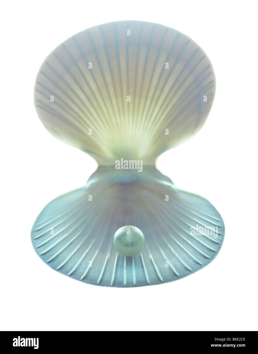 Open scallop shell hi-res stock photography and images - Alamy