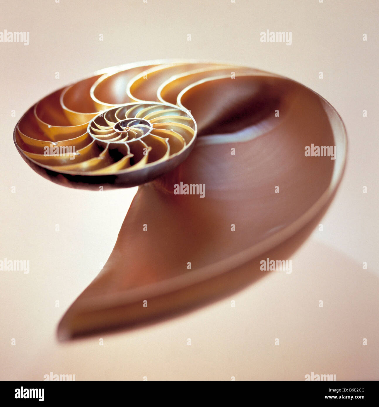 Sectioned shell hi-res stock photography and images - Alamy