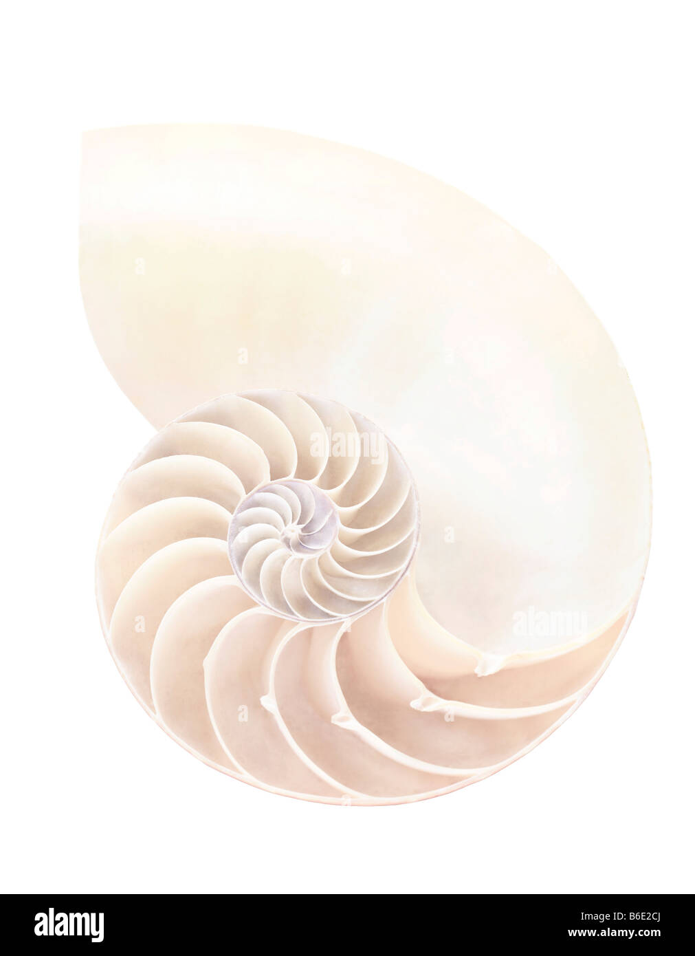 Nautilus shell, Section through the shell of anautilus Stock Photo - Alamy