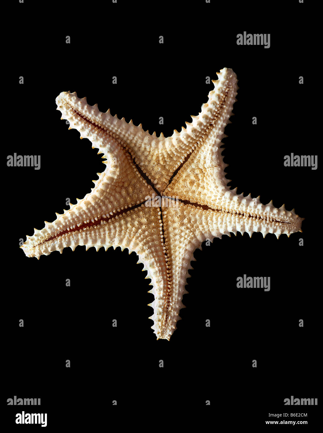 Starfish skeleton zoology hi-res stock photography and images - Alamy