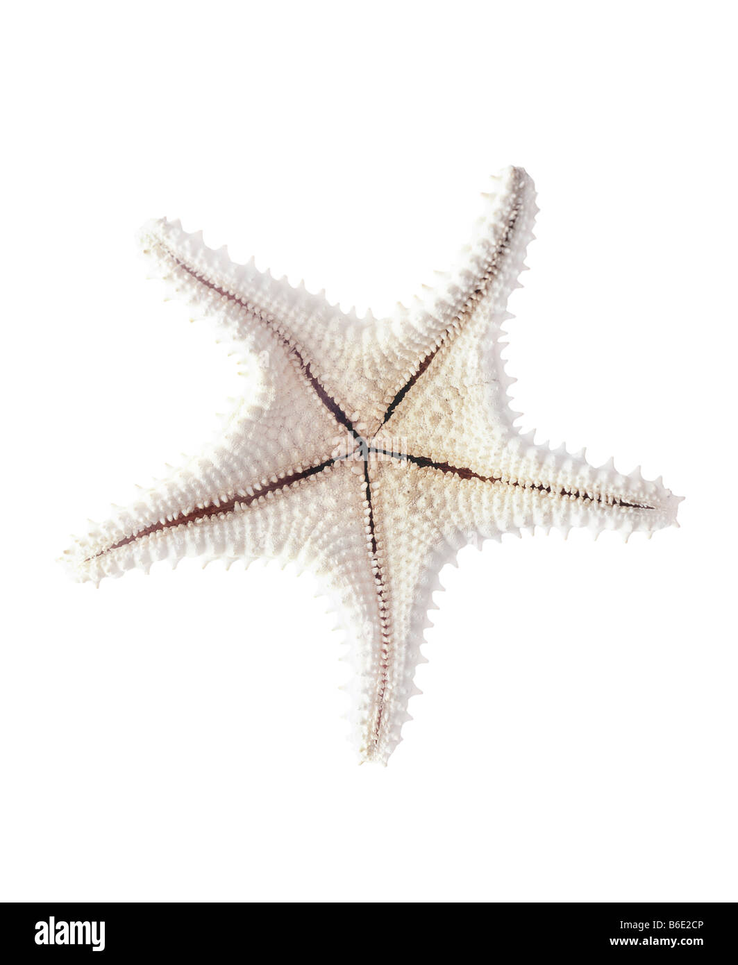 Locomotion In Starfish