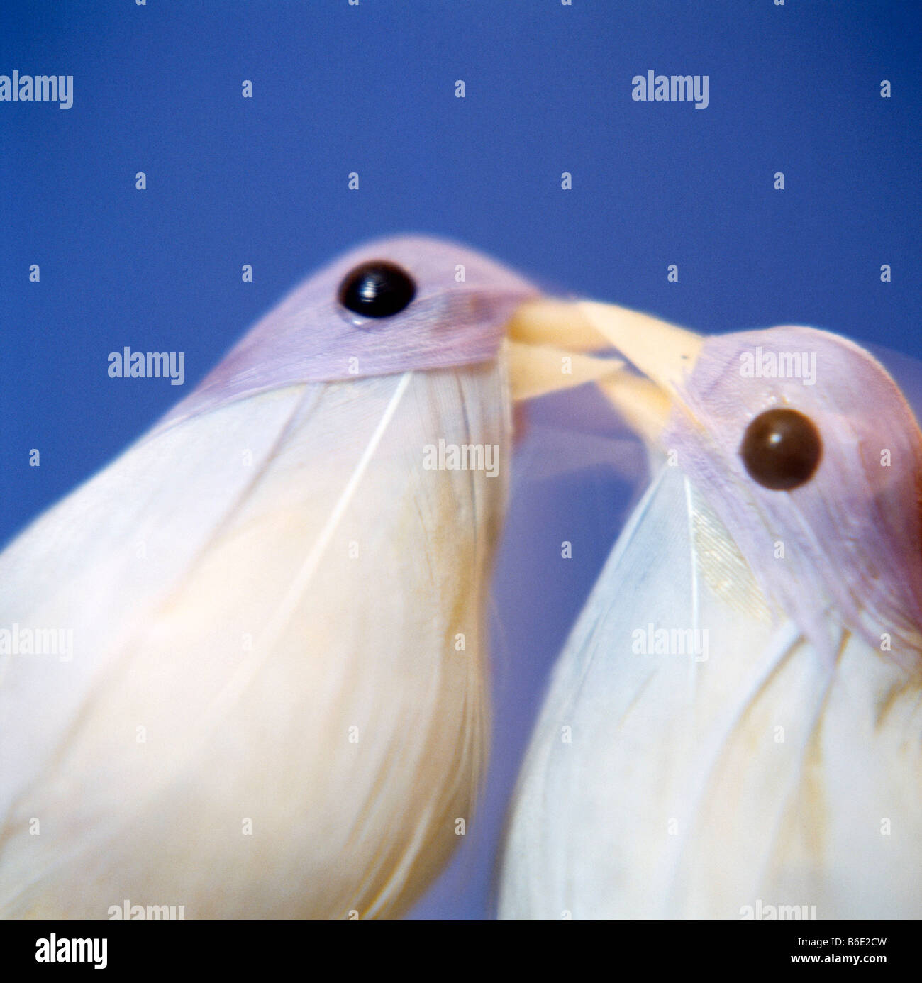 Love birds, Pair of model doves. The dove is often used to signify love ...