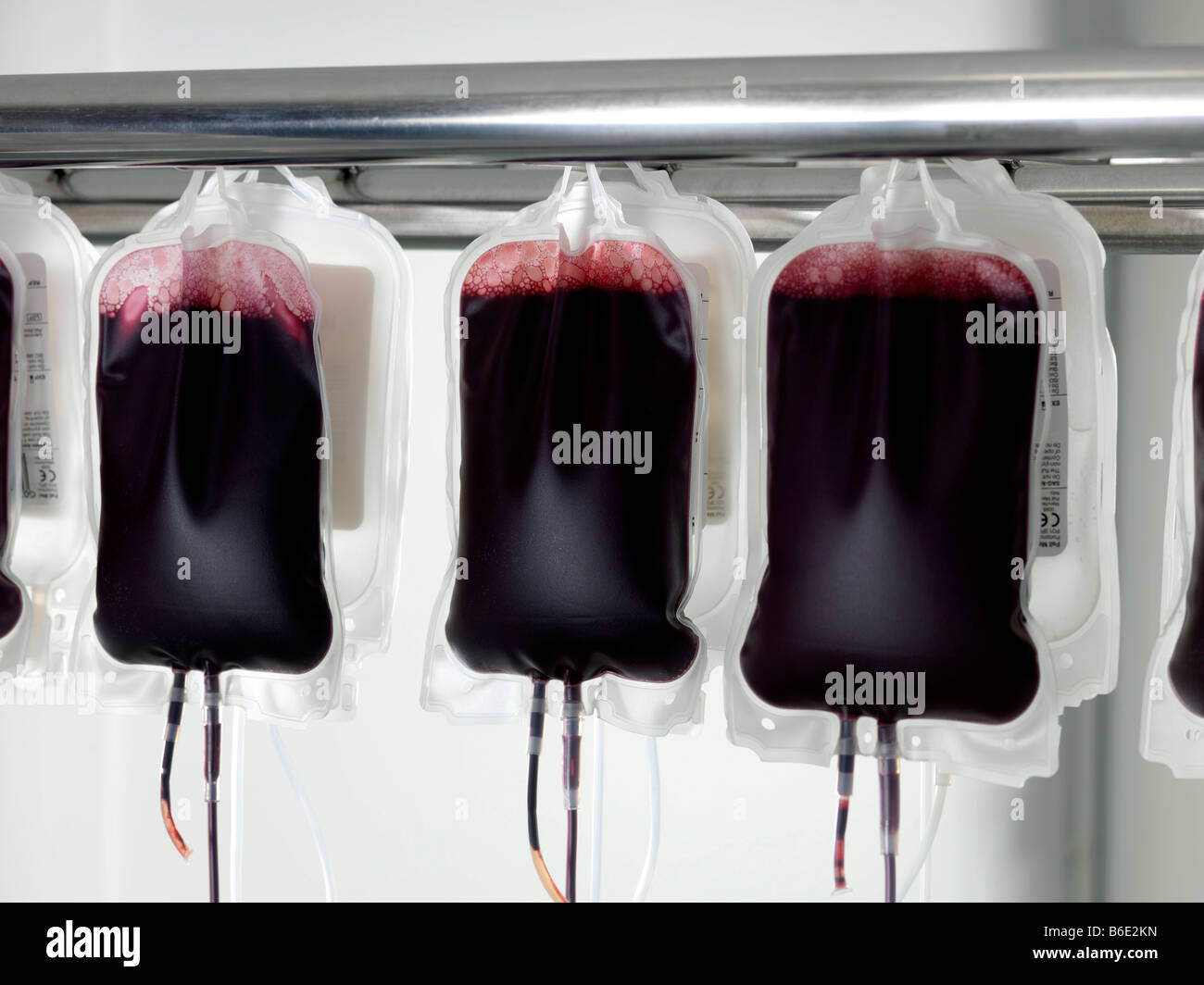 Donor blood processing. The donor blood in these blood bags is being ...