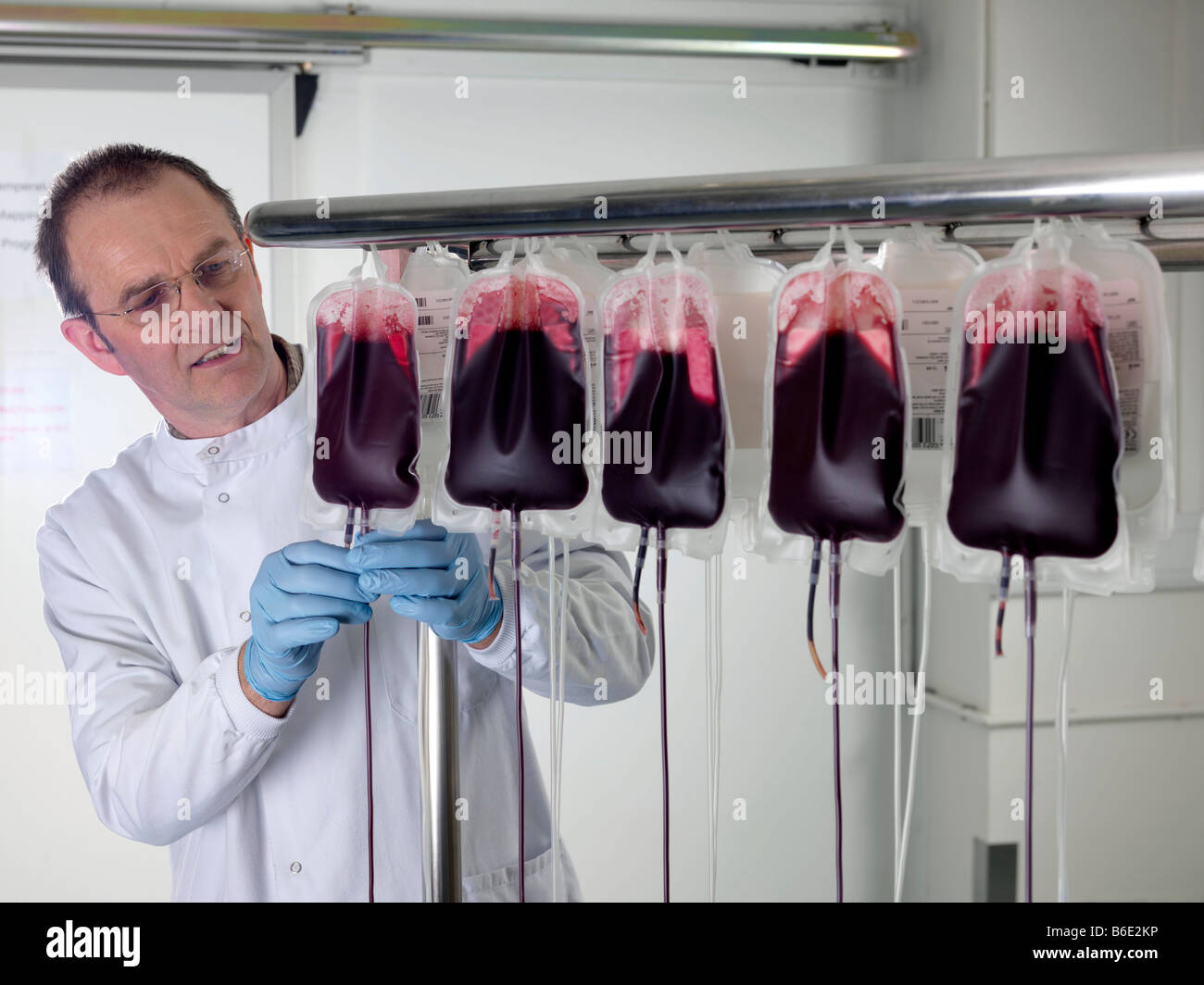 Donor blood processing. The donorblood in these blood bags is being ...