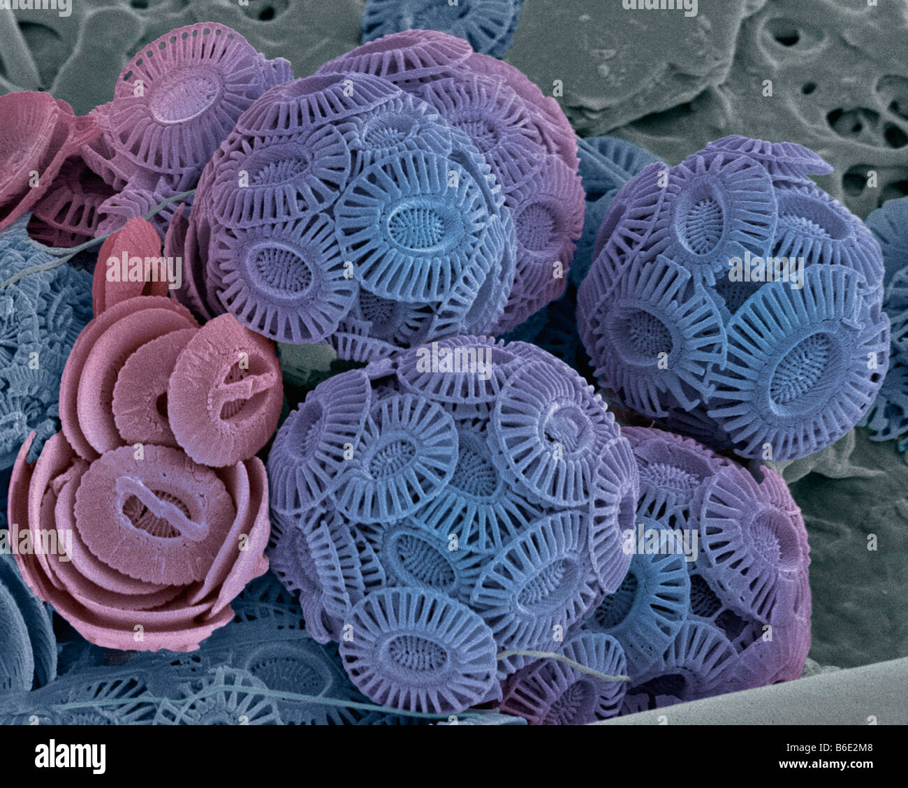 Calcareous phytoplankton. Coloured scanningelectron micrograph (SEM) of ...