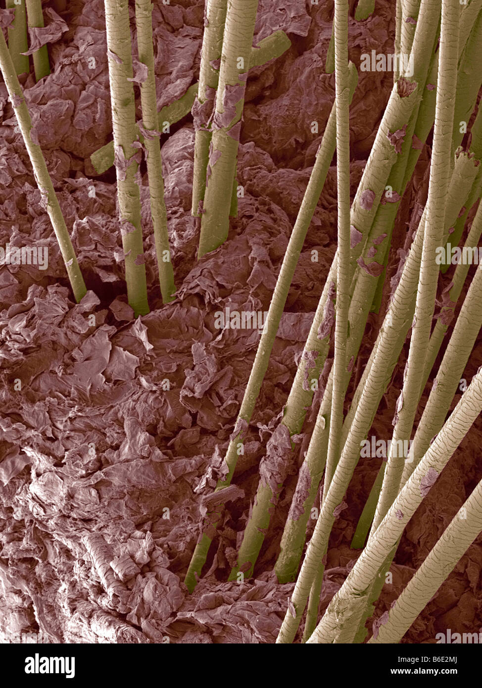 Human hair. Coloured scanning electron micrograph(SEM) of hair shafts ...