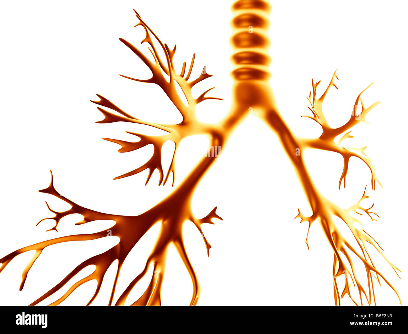 Lungs bronchial tree airways hi-res stock photography and images - Alamy