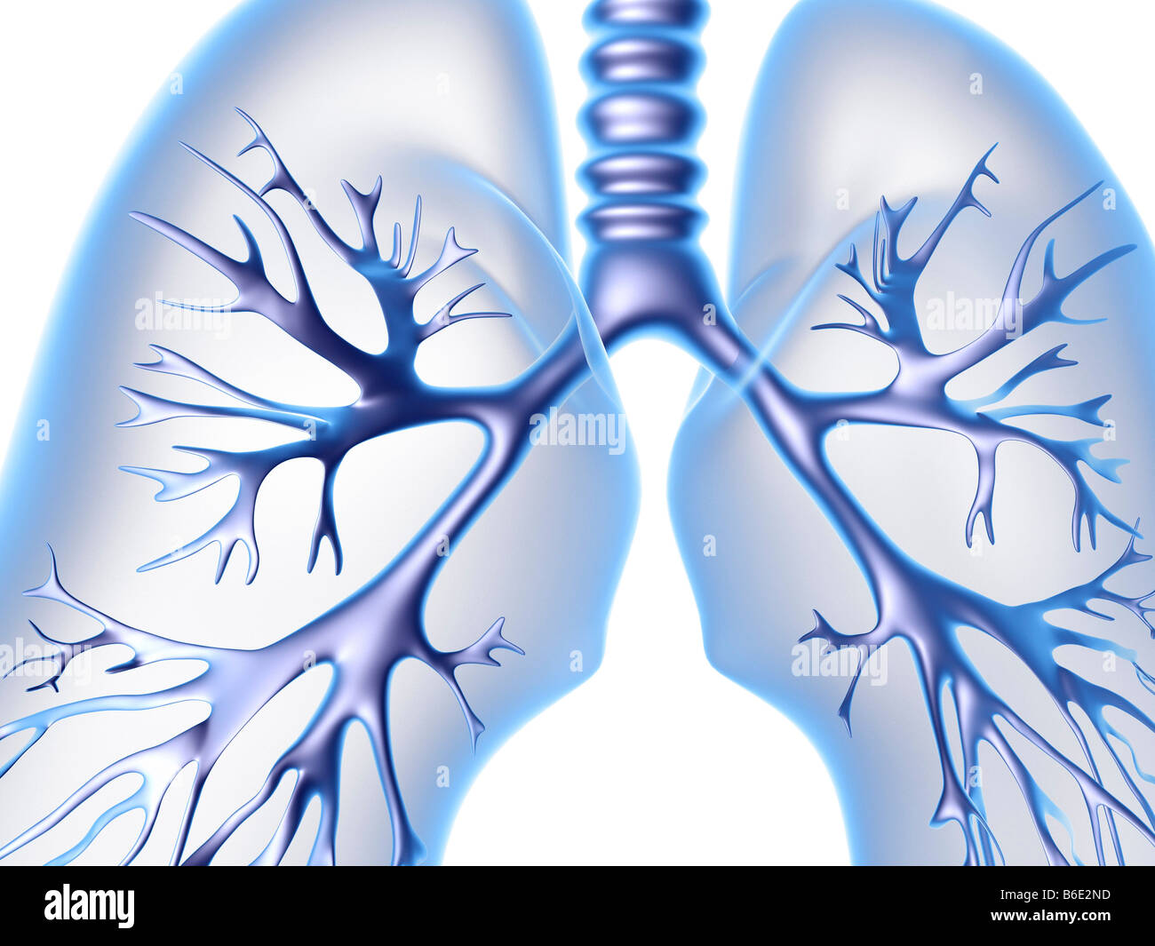 Lungs, computer artwork Stock Photo - Alamy