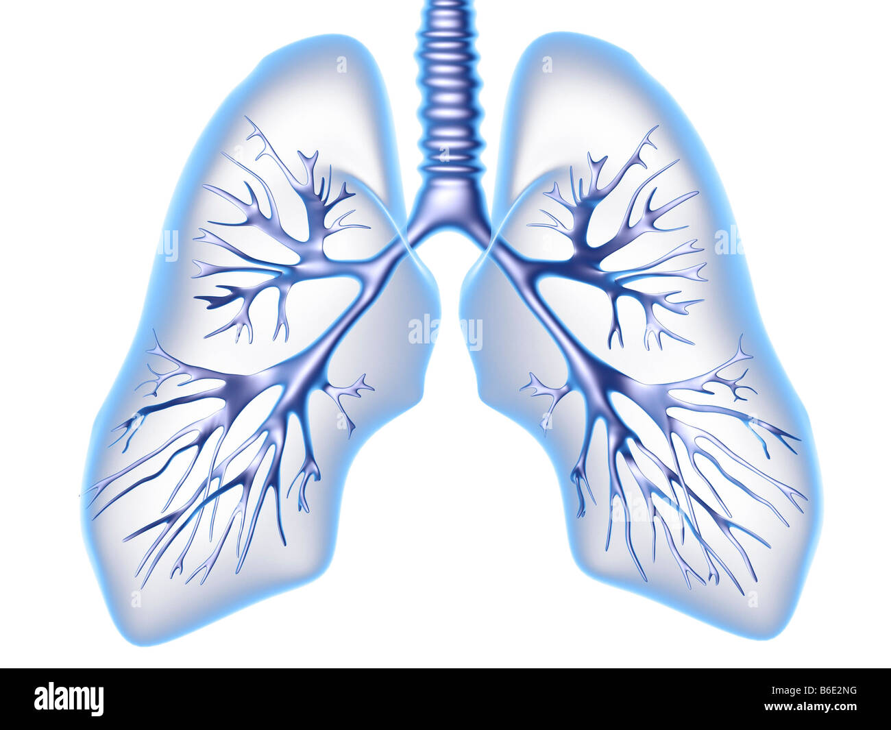 Lungs, computer artwork Stock Photo - Alamy