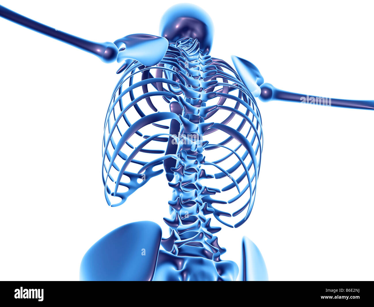Torso bones of a human skeleton seen from behind,computer artwork Stock ...