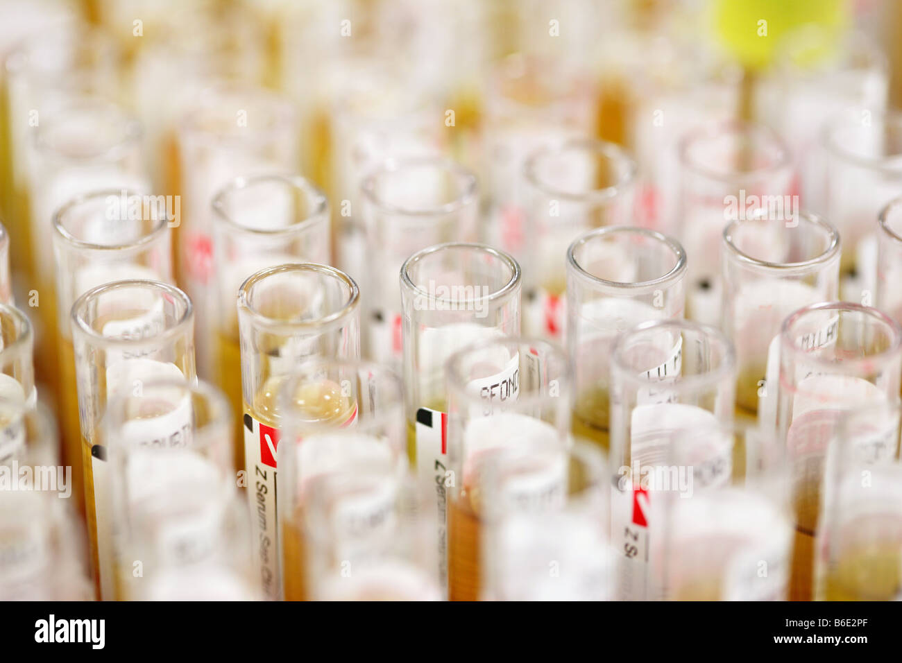 Blood samples. Barcoded test tubes containing blood samples Stock Photo ...