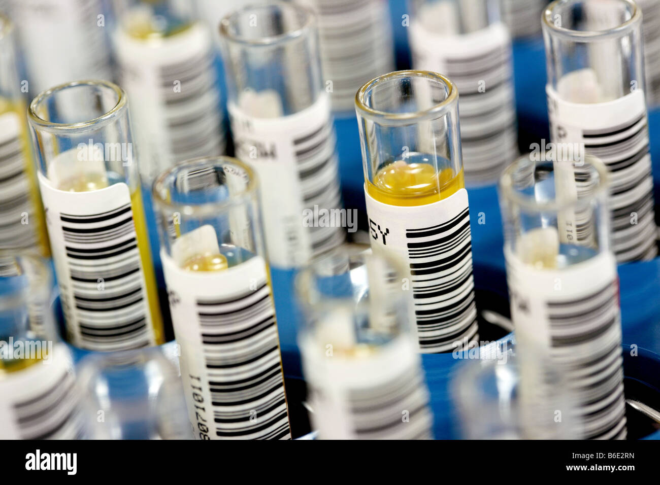 Blood samples. Barcoded test tubes containingblood samples Stock Photo ...
