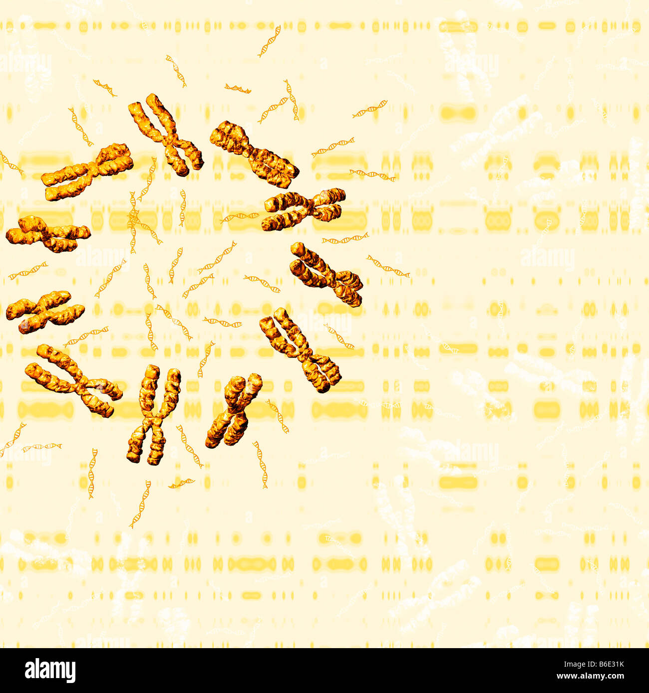 Computer artwork of chromosomes Stock Photo - Alamy