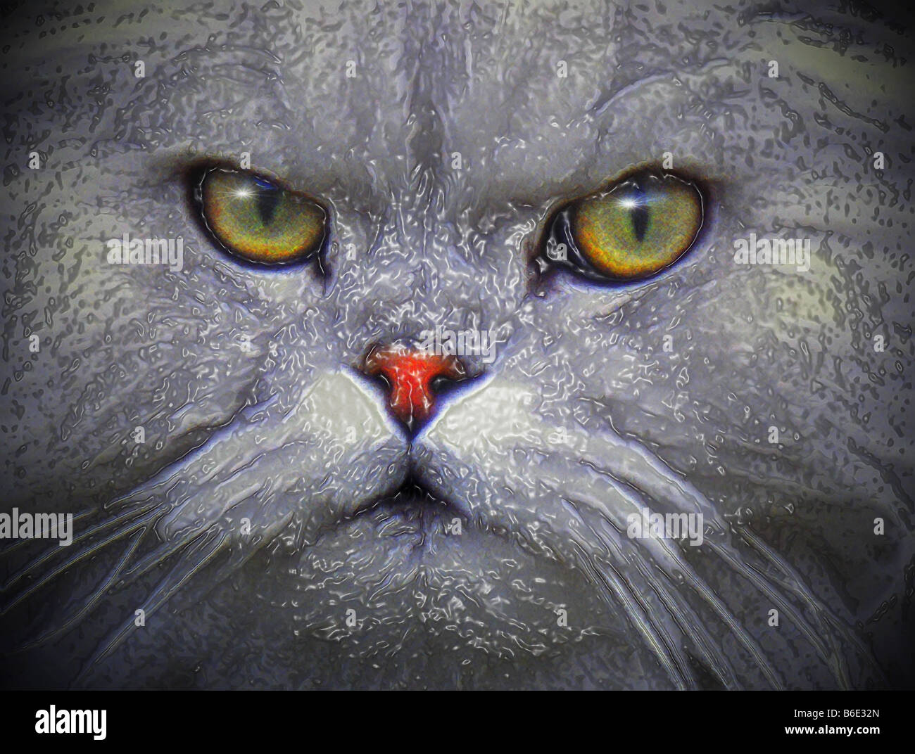 Iran persian cat hi-res stock photography and images - Alamy