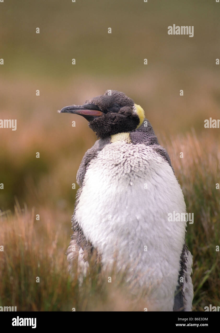 King penguin chick in the grass Stock Photo - Alamy