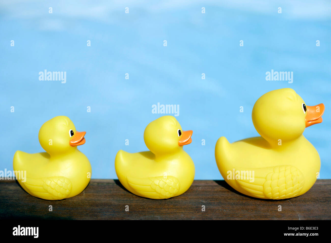 Rubber duck display hi-res stock photography and images - Alamy