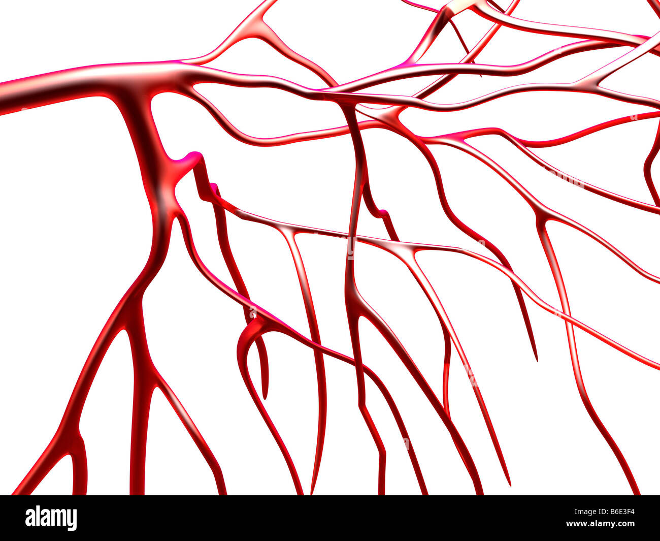 Arteries against white background Stock Photo - Alamy