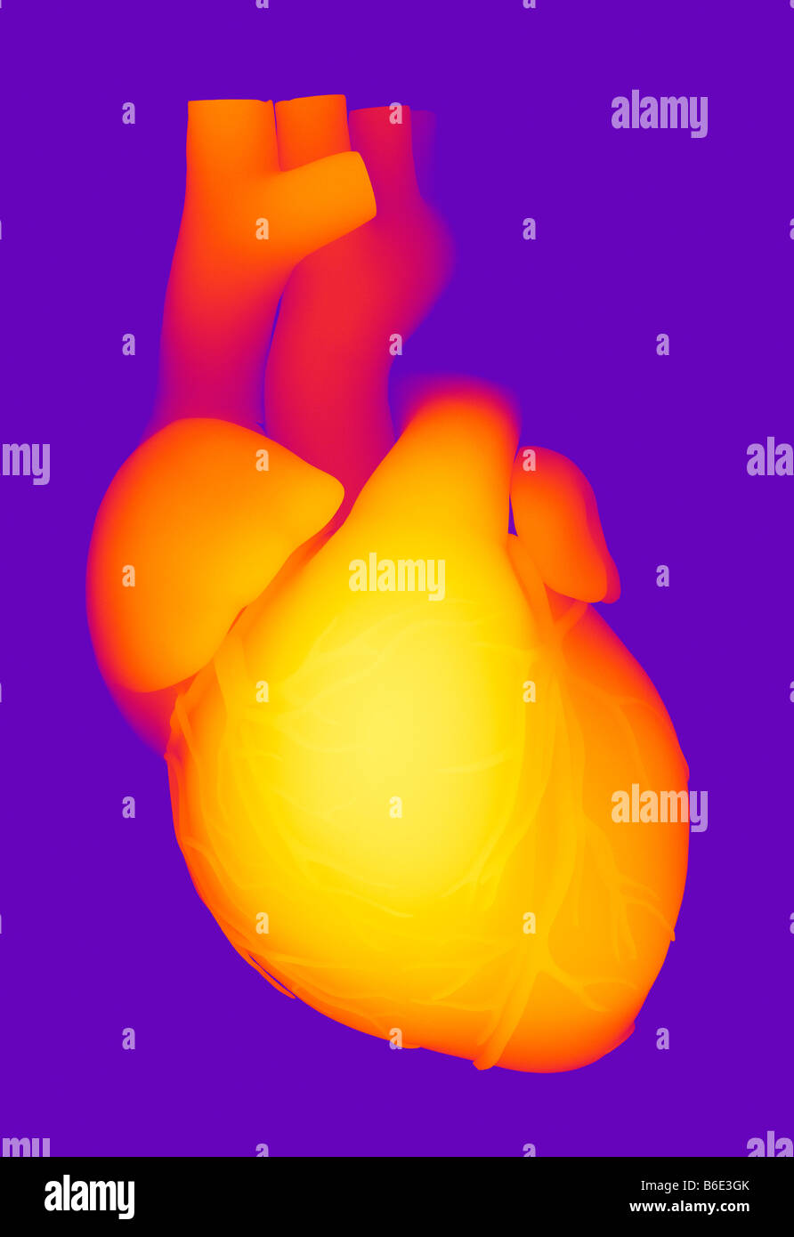 Human heart cut out anatomical hi-res stock photography and images - Alamy
