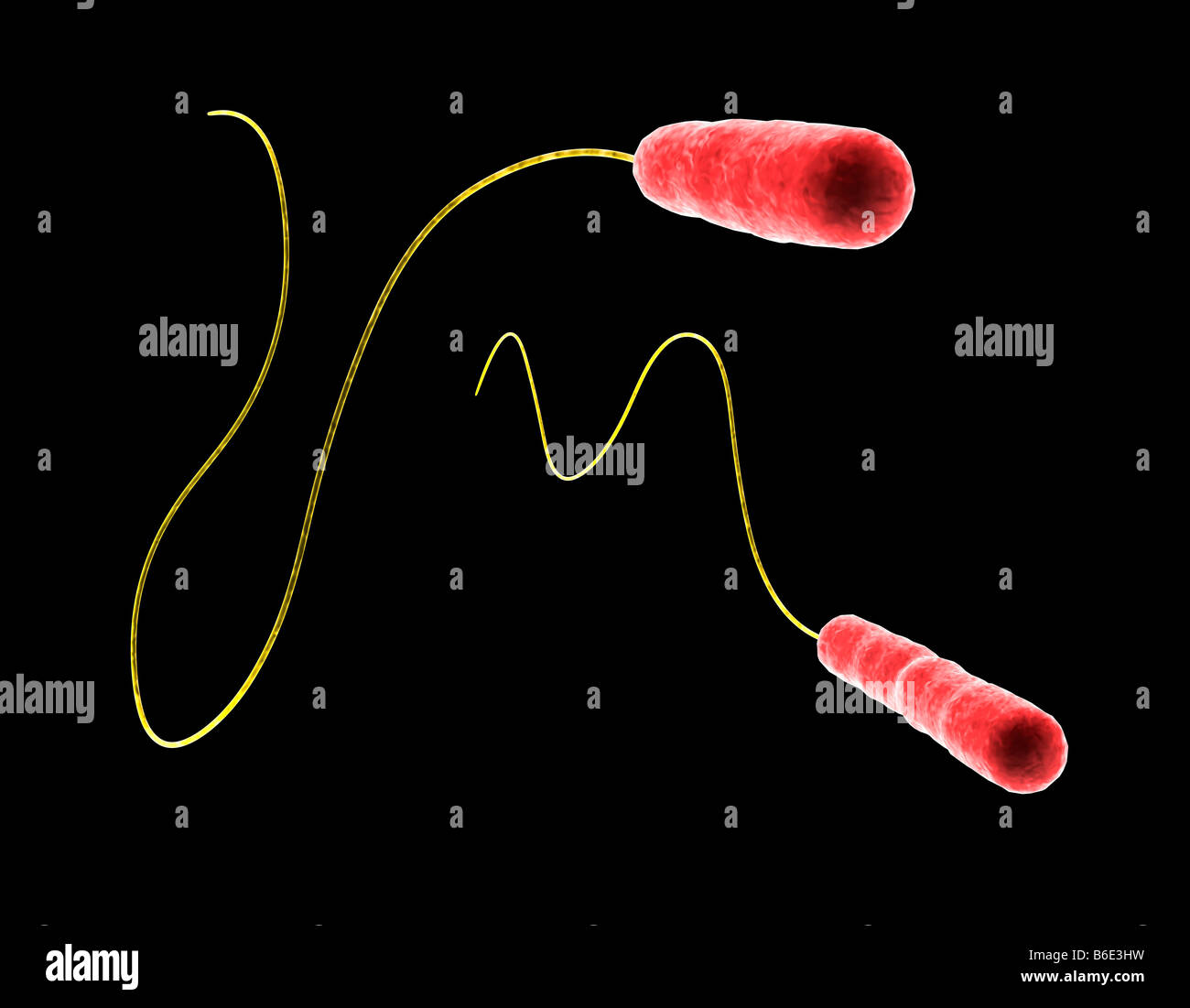 Bacterium against black background Stock Photo - Alamy
