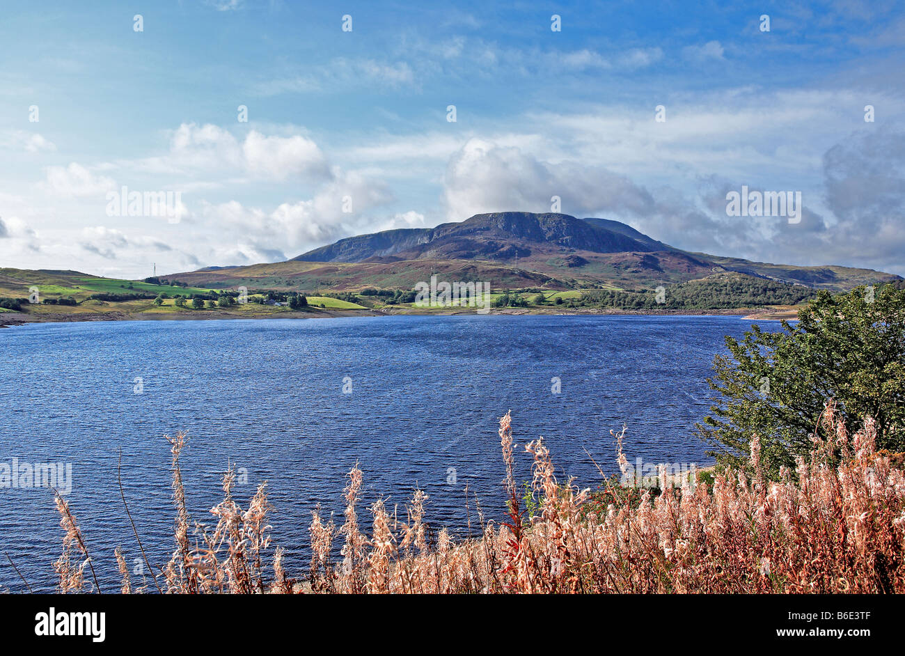 Celyn hi-res stock photography and images - Alamy