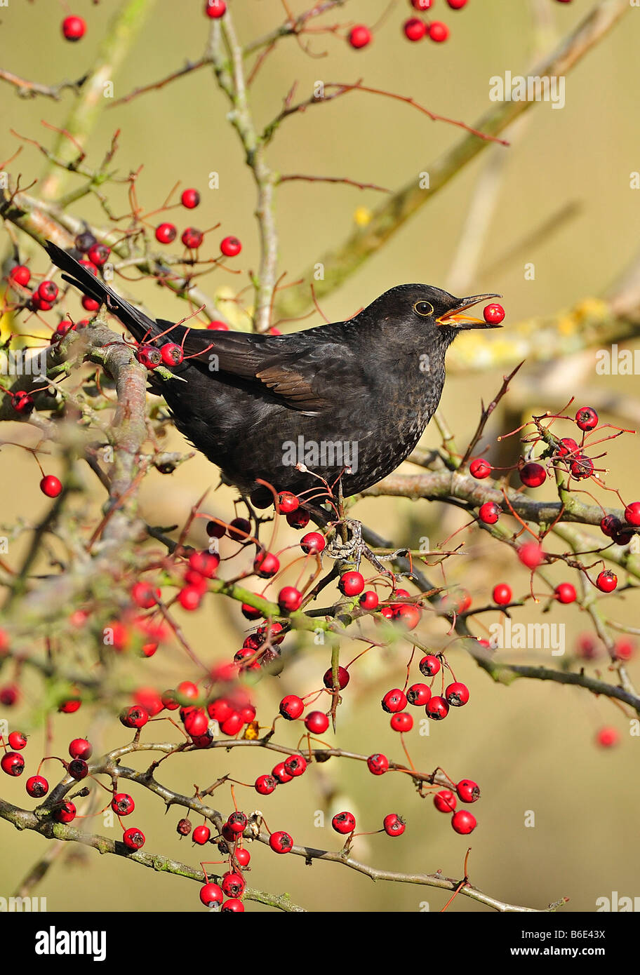 Blackbird Turdus merula eating red hawthorn berries Stock Photo - Alamy