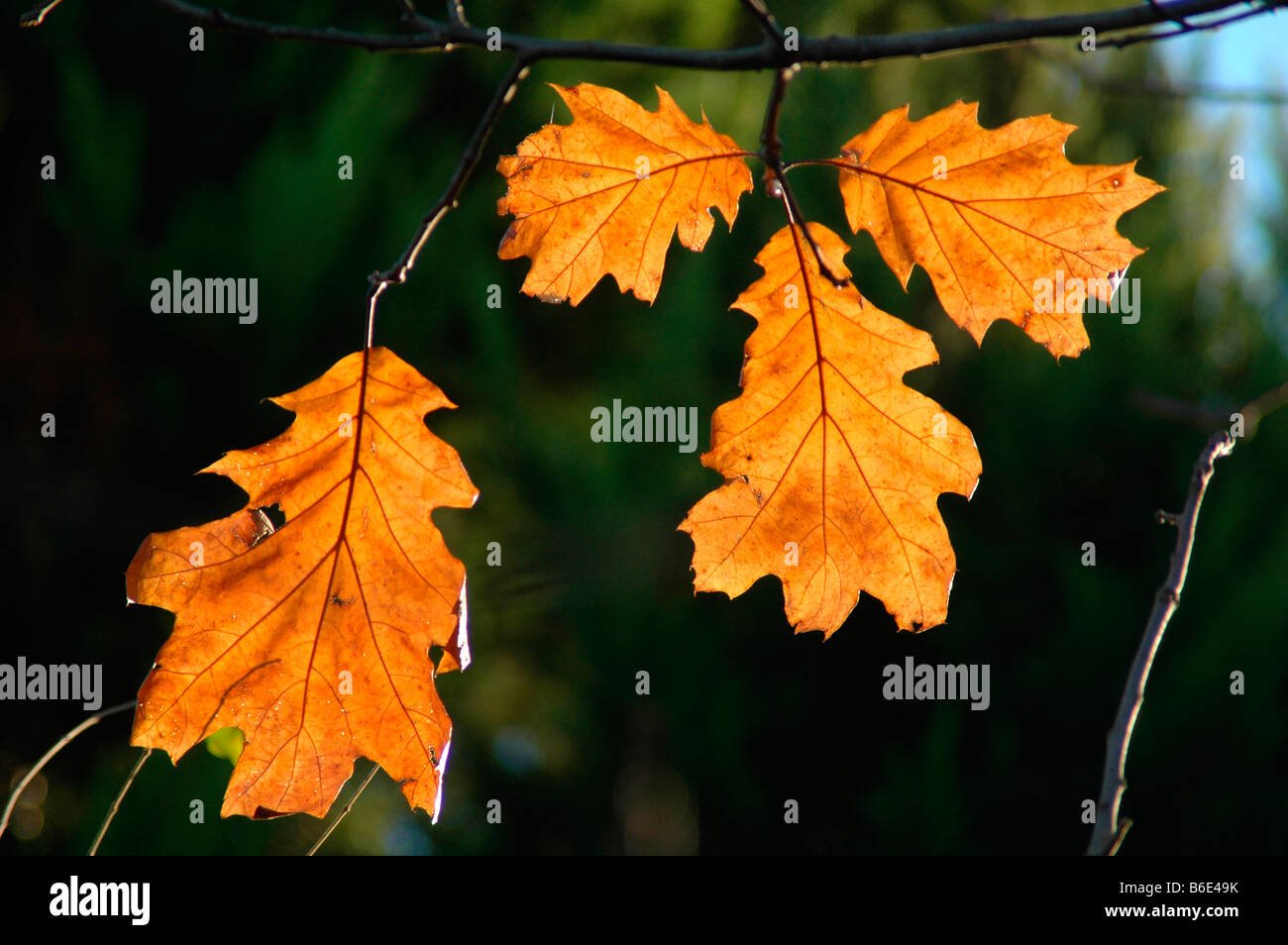 quercus rubra fall foliage red oak leafs natural environment Stock ...