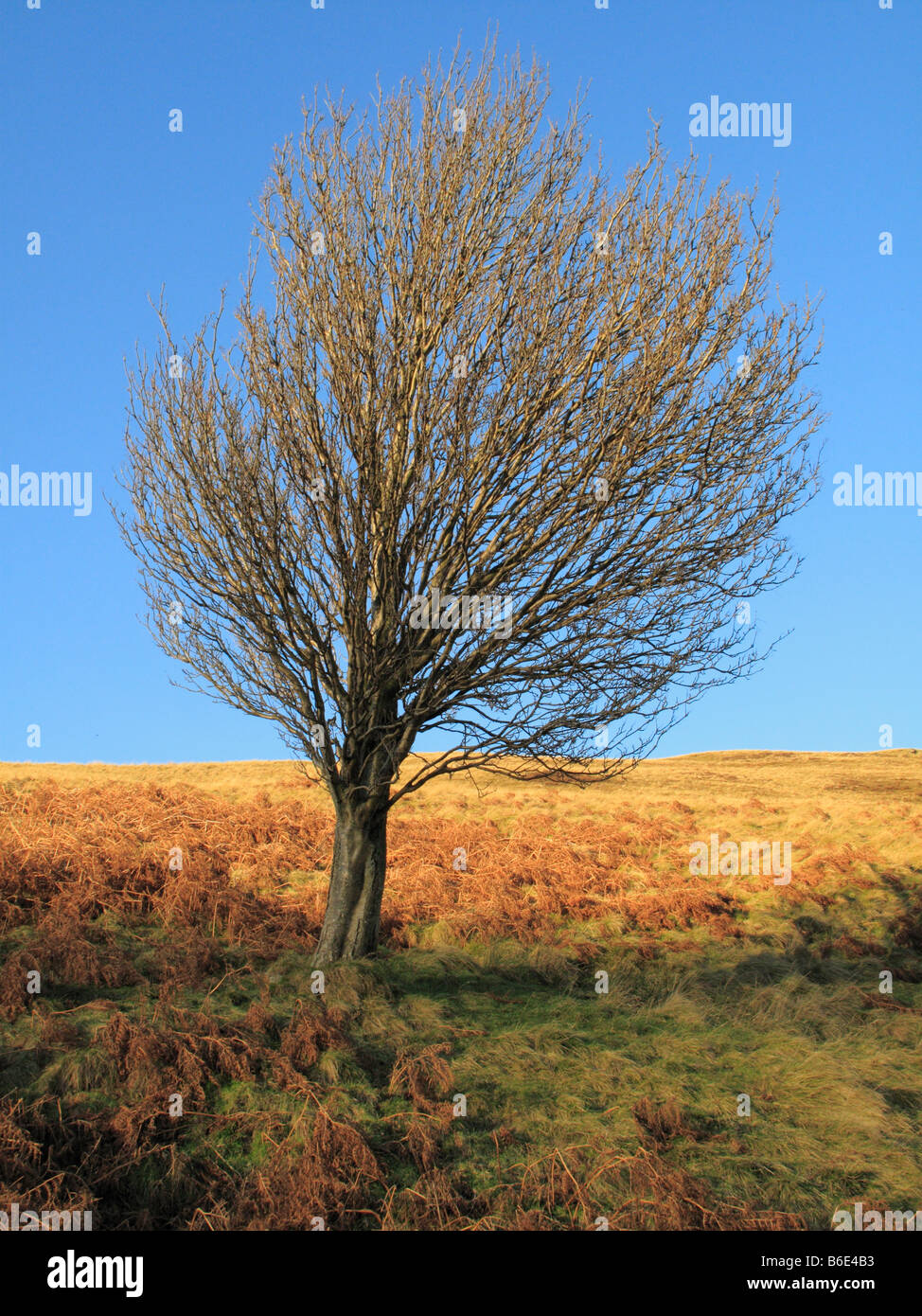 Winter deciduous tree in Perthshire Scotland.Upright picture Stock ...
