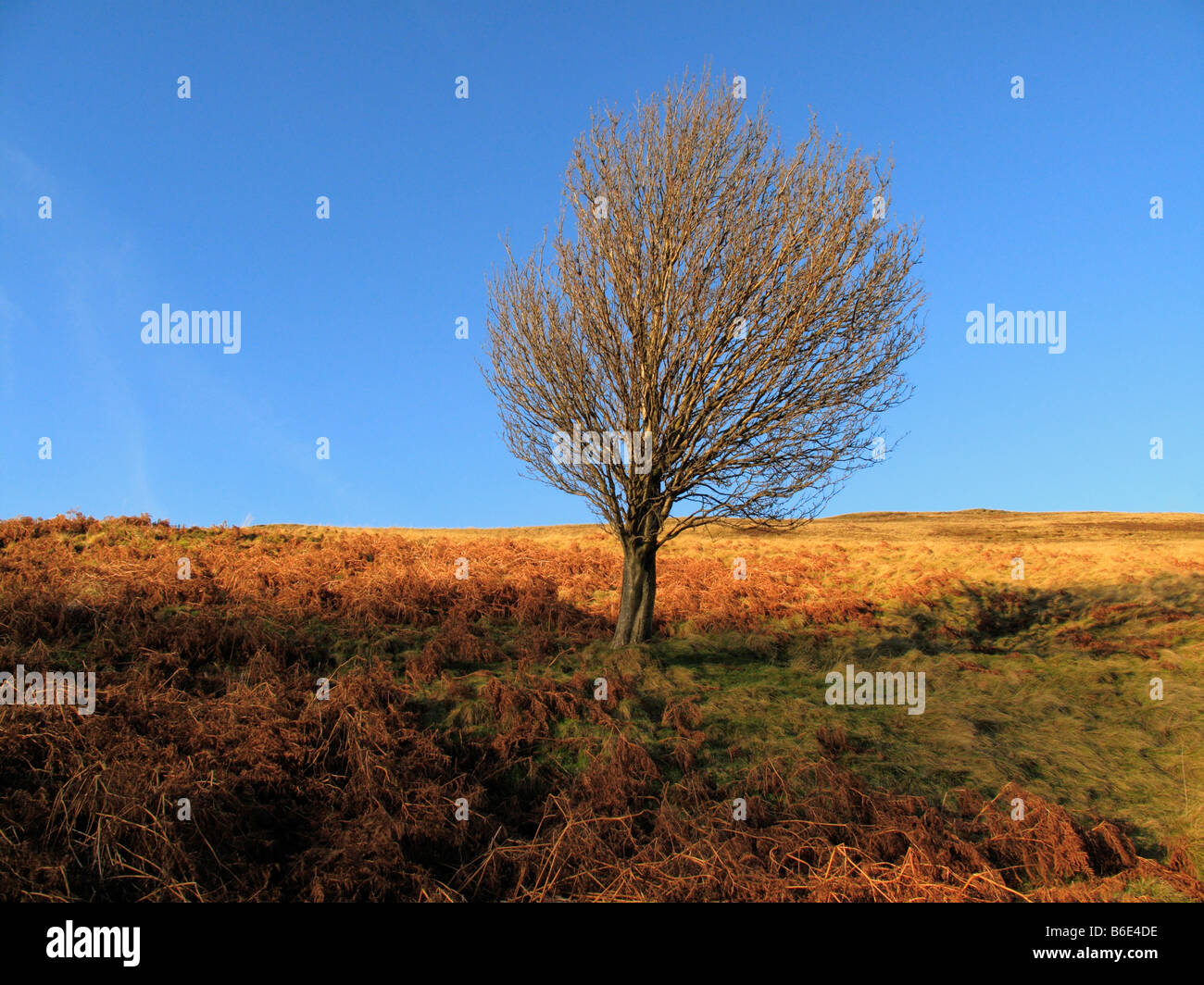 Winter deciduous tree in Perthshire Scotland Stock Photo - Alamy