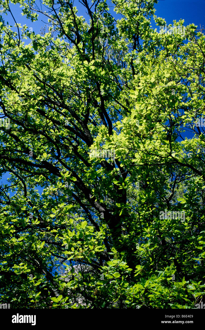 Tree during spring time Stock Photo - Alamy