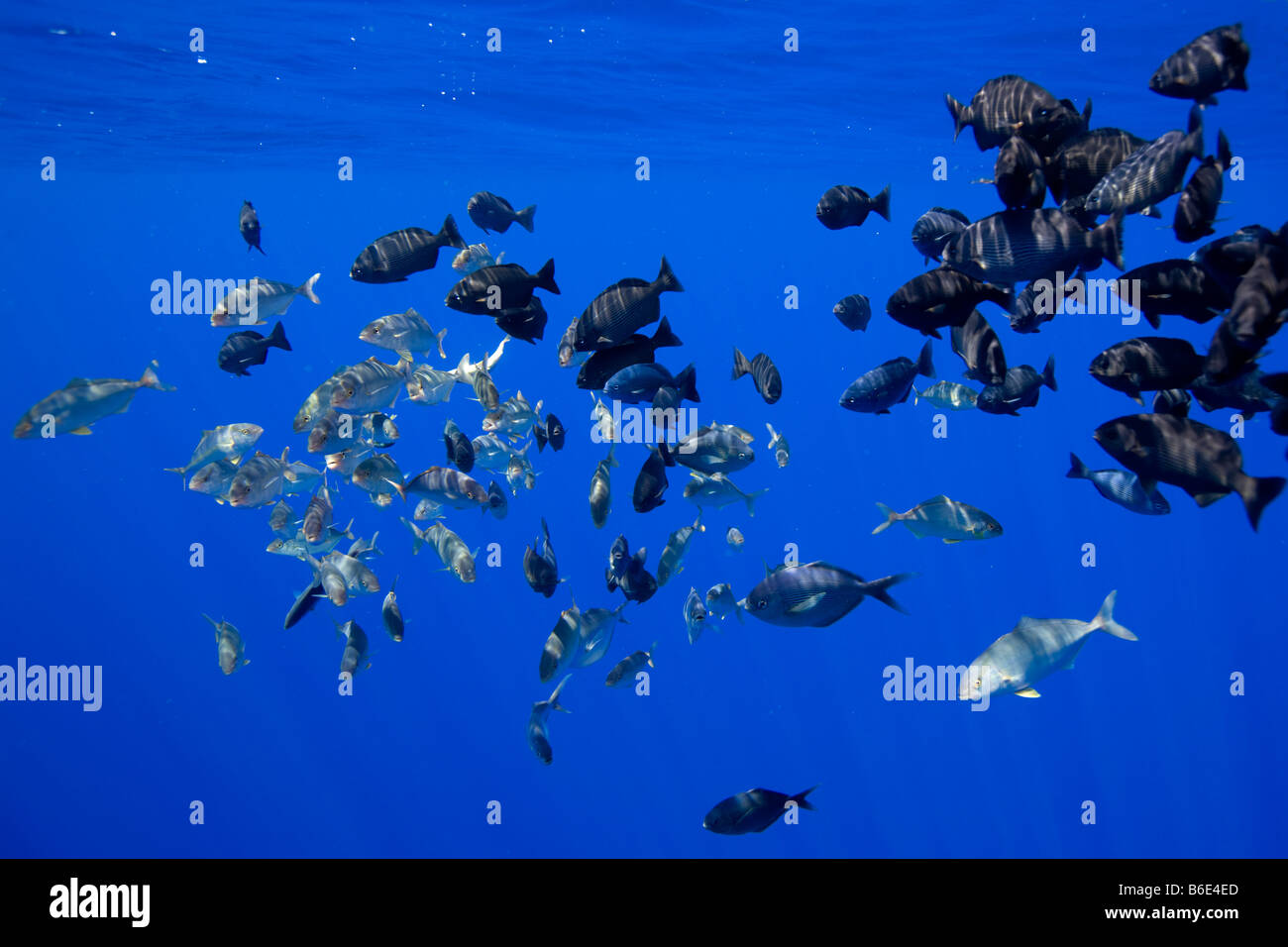 USA Hawaii Big Island Underwater view of tropical fish swimming around ...