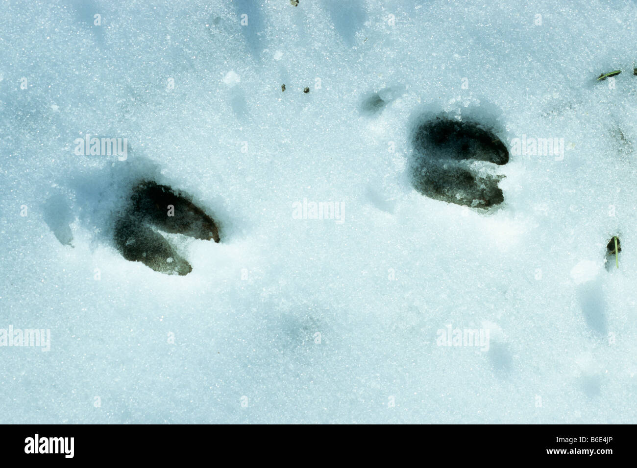 Wild Boar (Sus scrofa), footprints in snow Stock Photo - Alamy