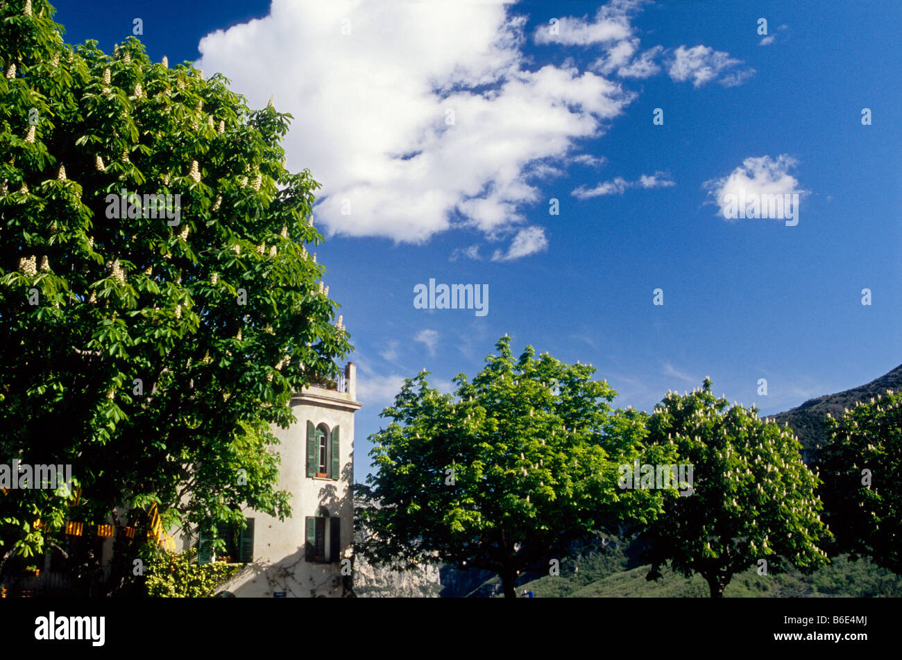 Chestnut square hi-res stock photography and images - Alamy