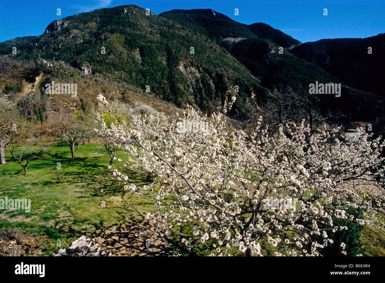 Flowered tree during spring time Stock Photo - Alamy