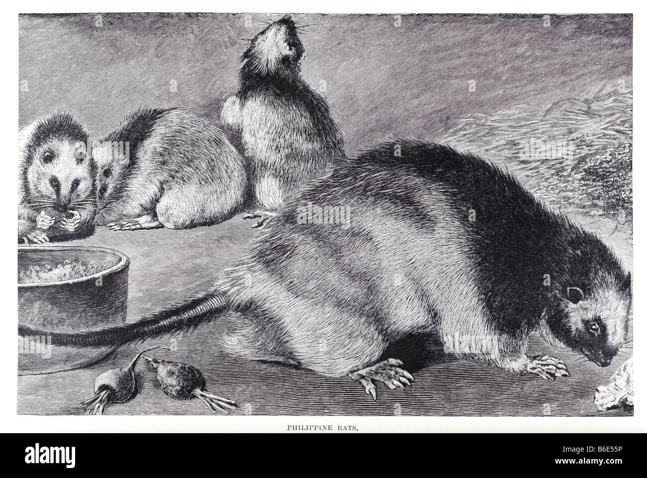 Philippine rat hi-res stock photography and images - Alamy