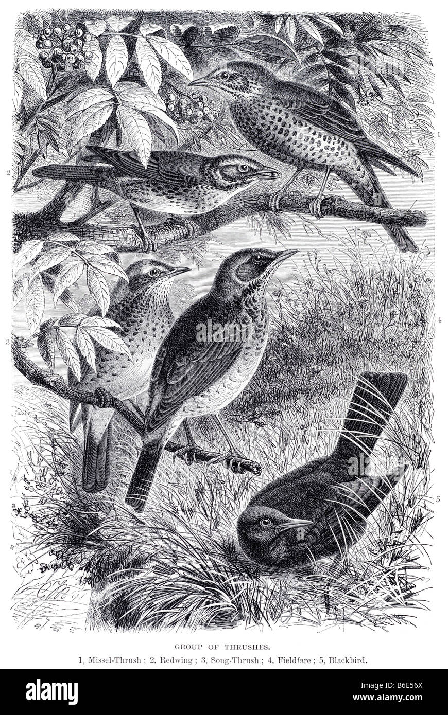 missel song thrush redwing fieldfare blackbird The Red-winged Blackbird ...