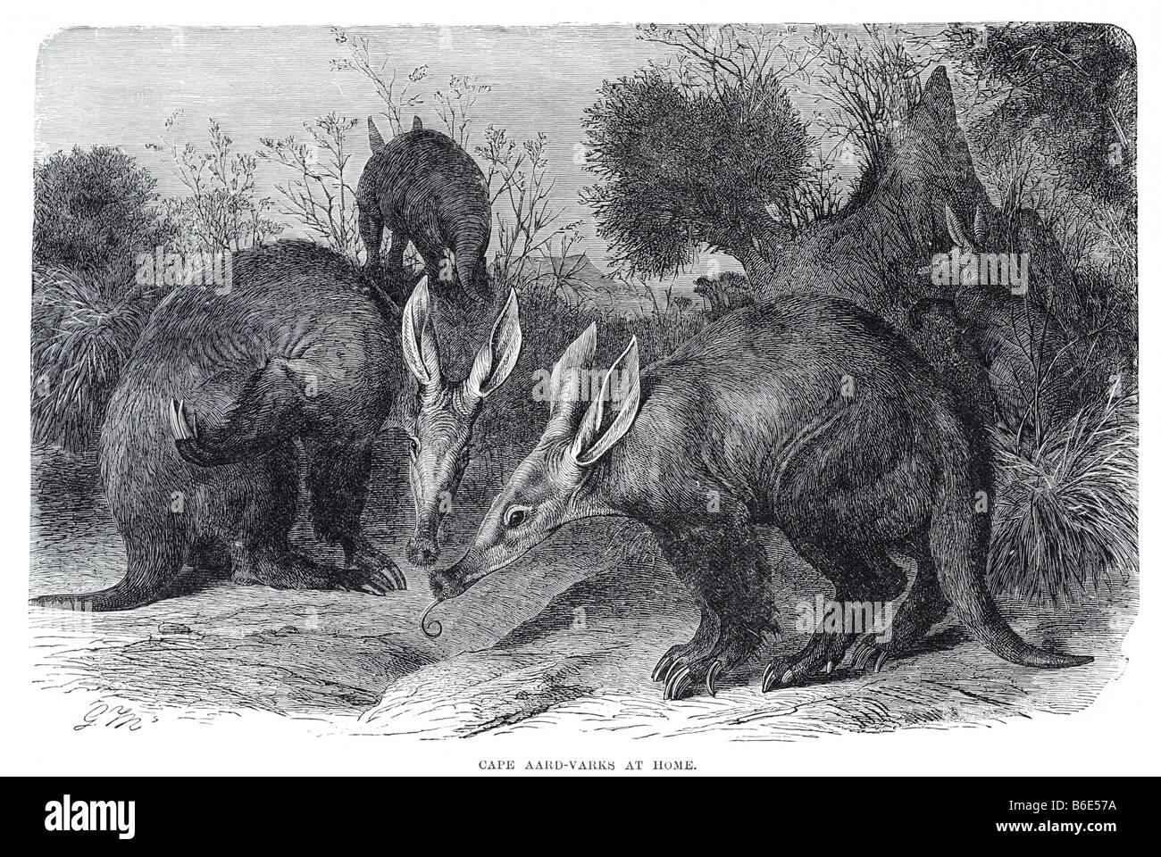 cape aard varks Aardvark Orycteropus Africa medium-sized burrowing ...