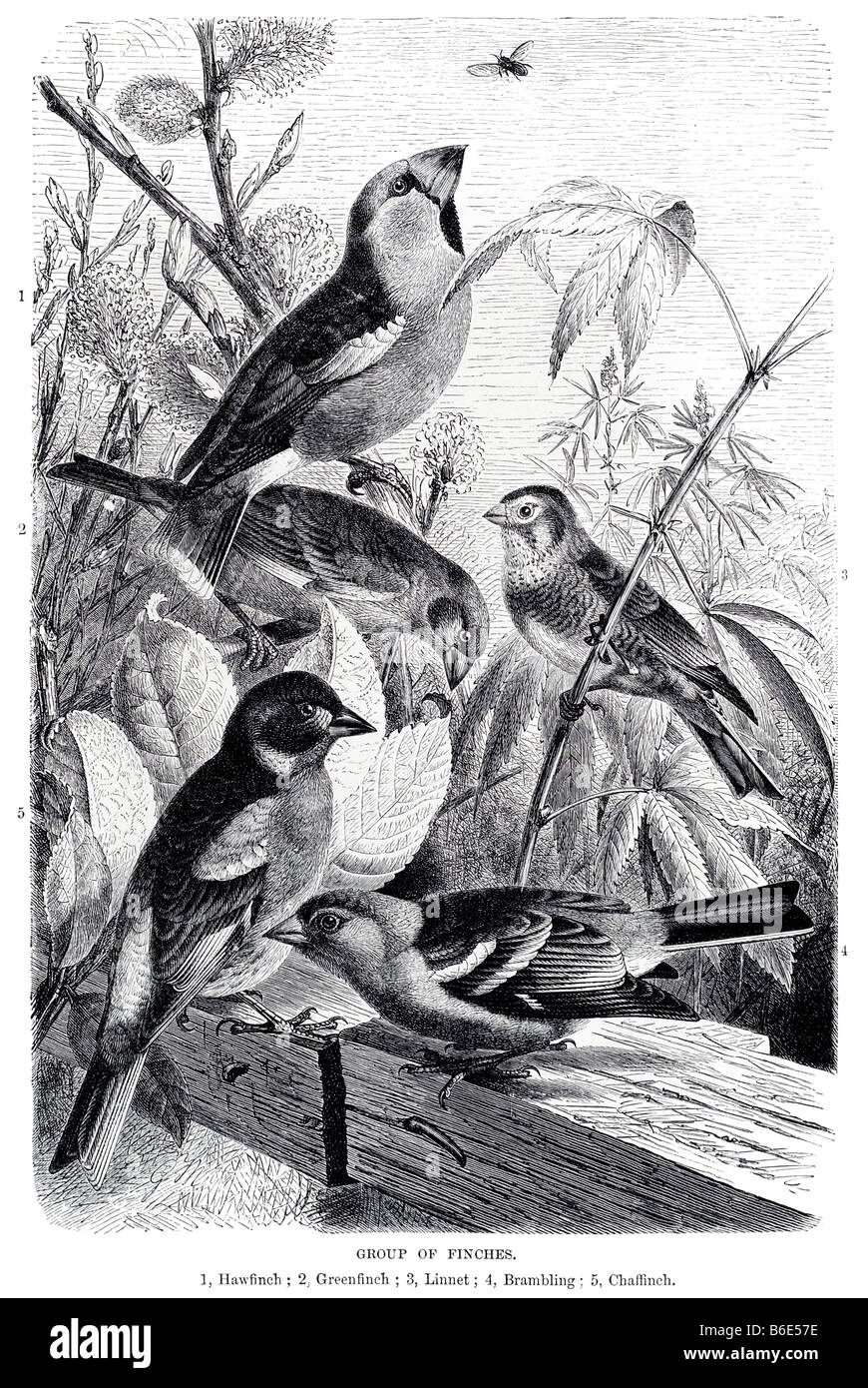 Drawing realistic finches hi-res stock photography and images - Alamy