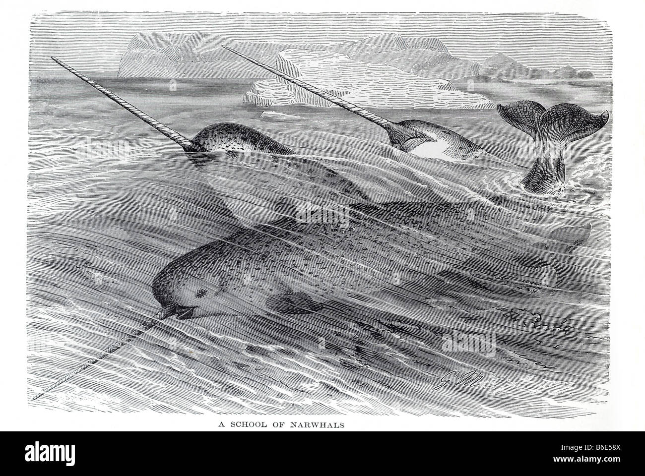 narwhal Monodon monoceros is a medium-sized toothed whale that lives ...