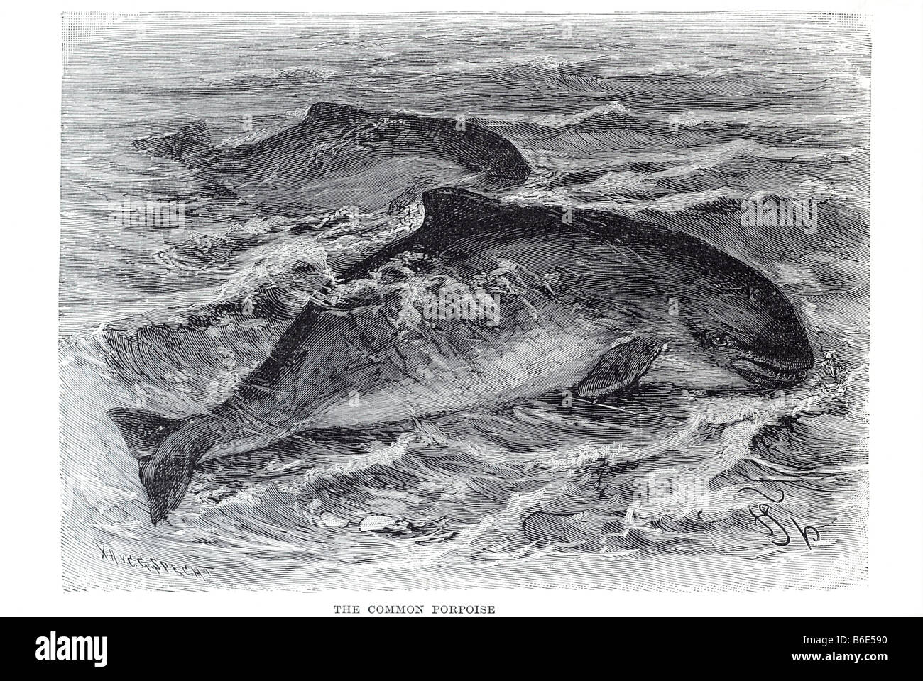 Harbor Porpoise Phocoena phocoena is one of six species of porpoise. It ...
