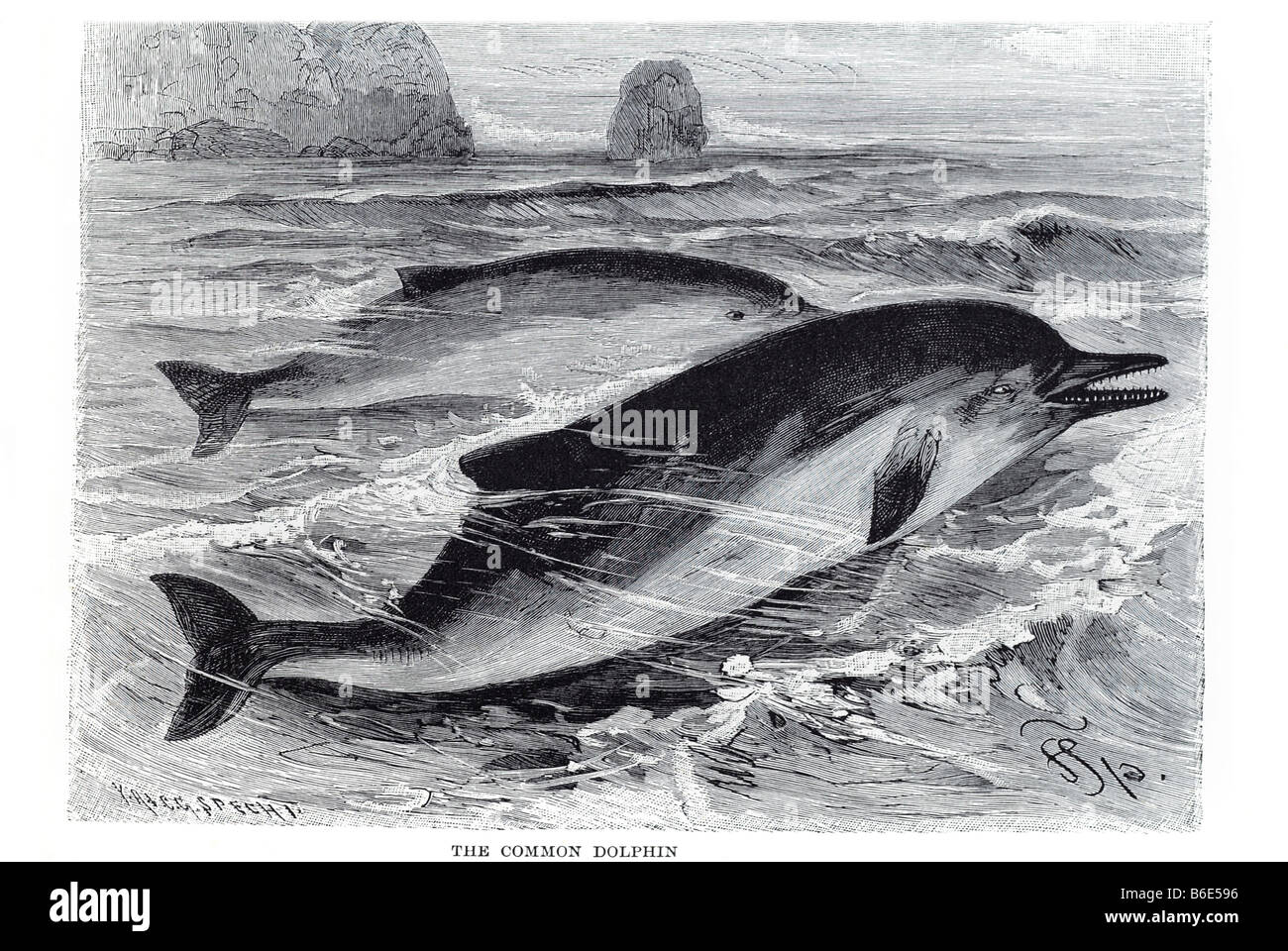 The Common Dolphin genus Delphinus. Common Dolphin Delphinus delphis ...