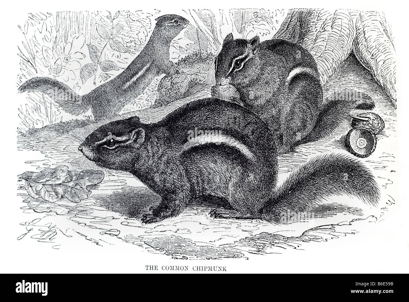 Black and white chipmunk hi-res stock photography and images - Alamy