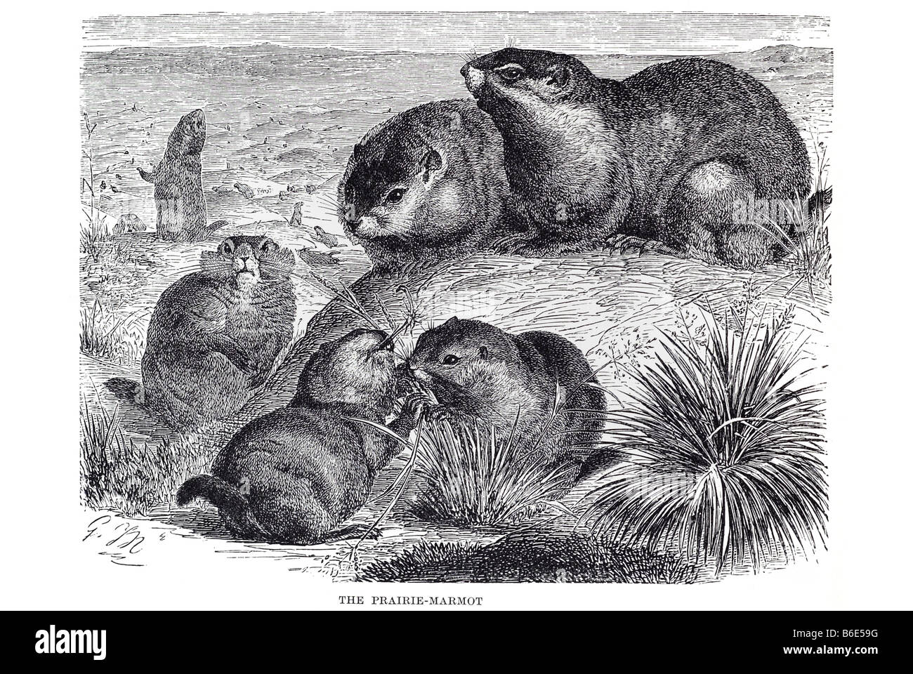 prairie marmot Prairie dogs (Cynomys) are small, burrowing rodents (not ...