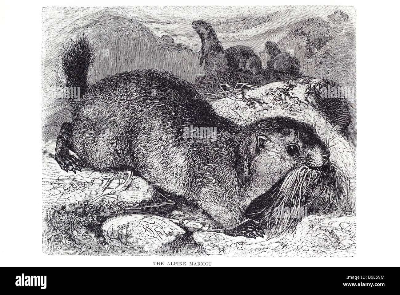 800 species hi-res stock photography and images - Alamy