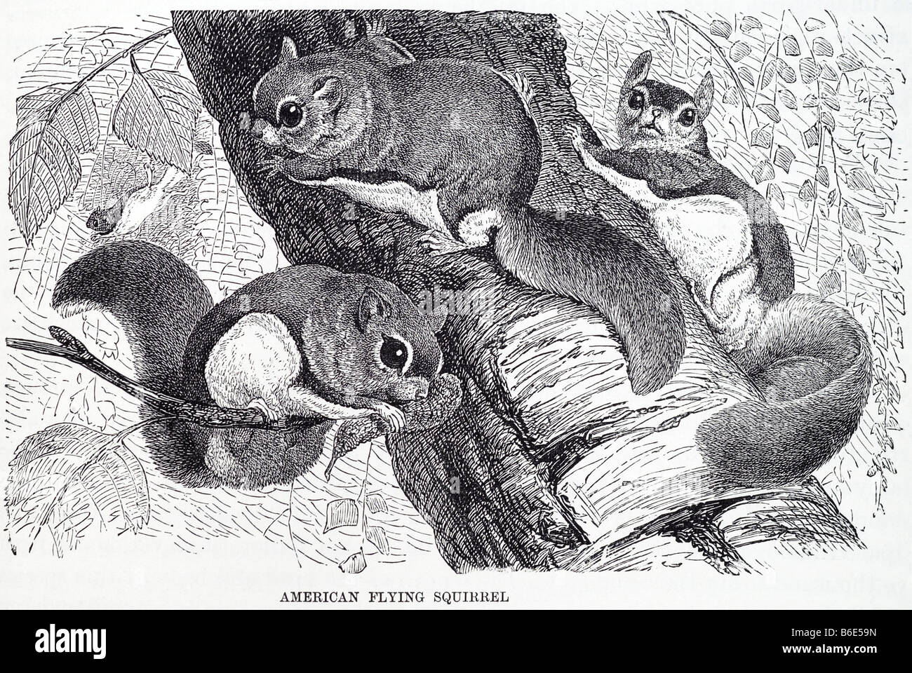 flying squirrels Pteromyini or Petauristini, are a tribe of squirrels ...